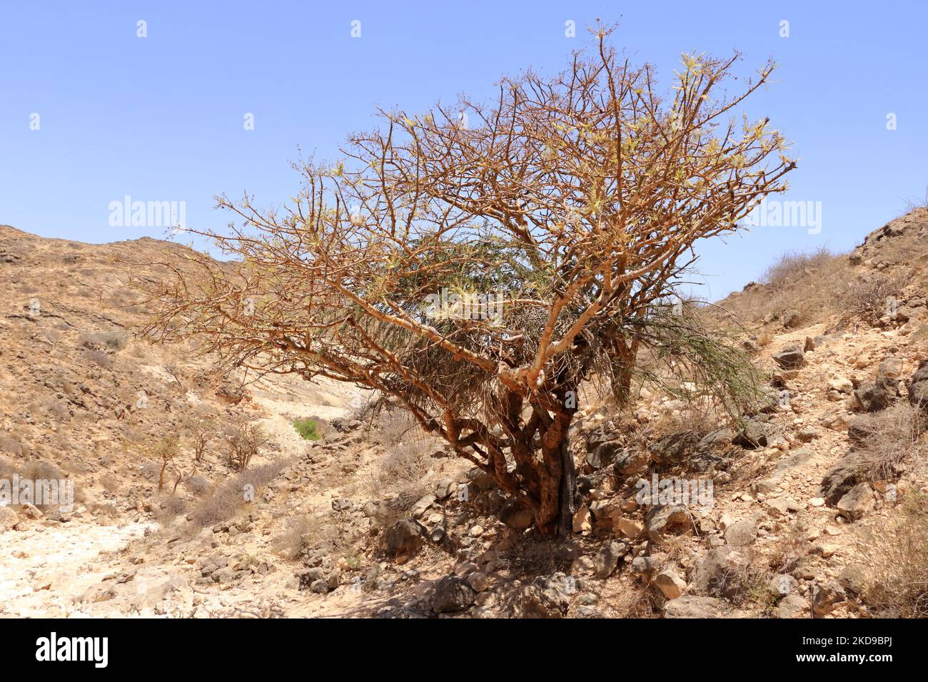 Dhofar desert boswellia hi-res stock photography and images - Alamy
