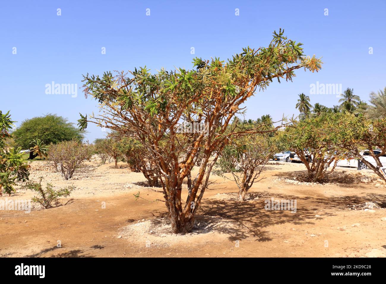Frankincense trees in Dhofar mountains in Oman Stock Photo - Alamy