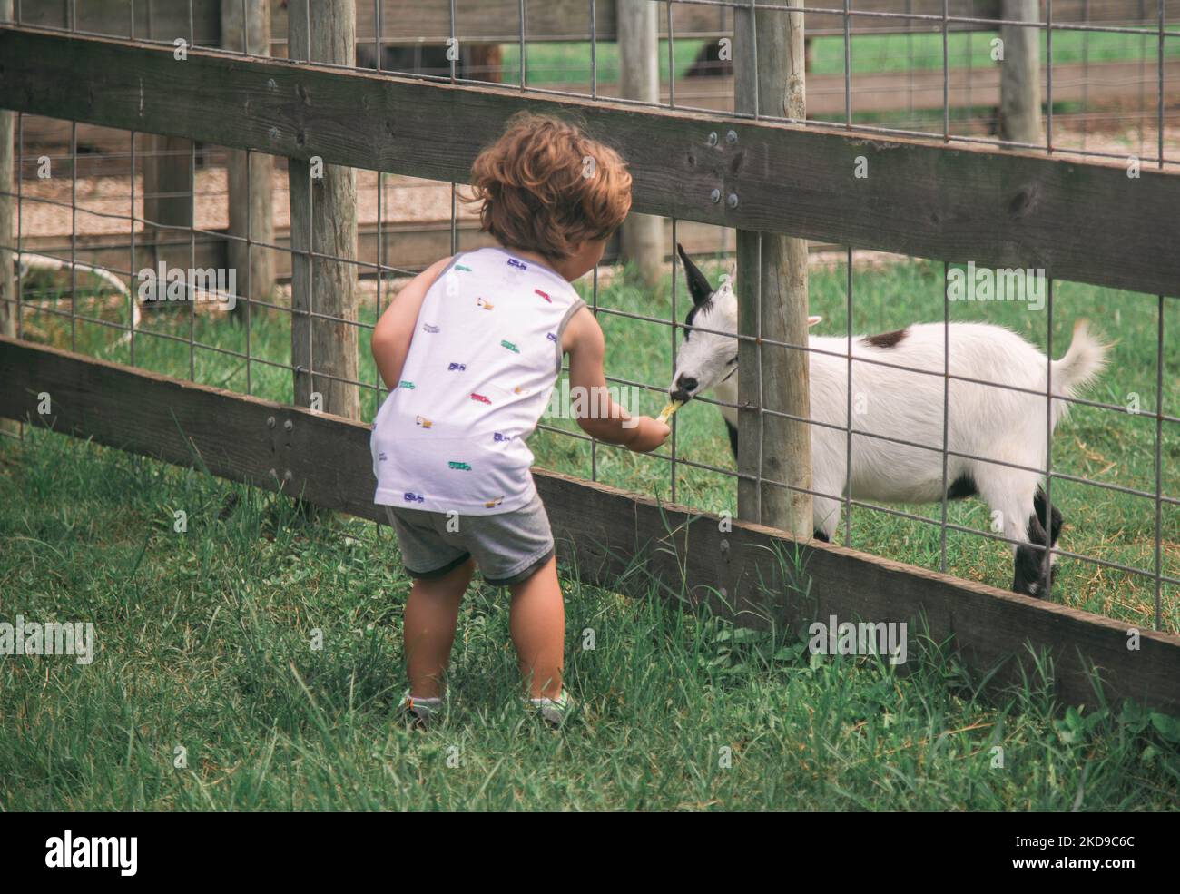 A little boy from behind feeding the goatling through the net in zoo ...
