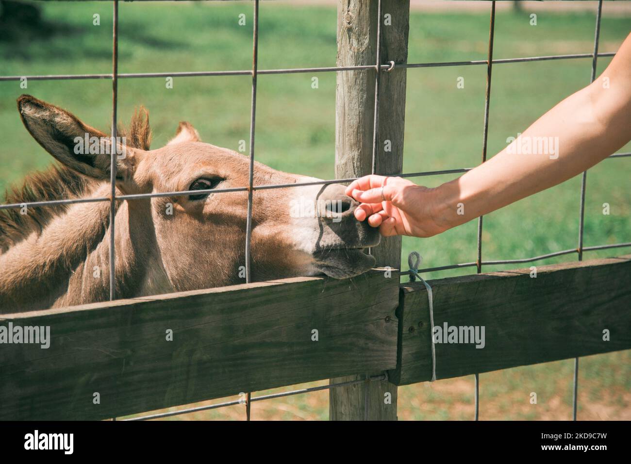A person's hand feeding the cute donkey through the net in zoo Stock ...