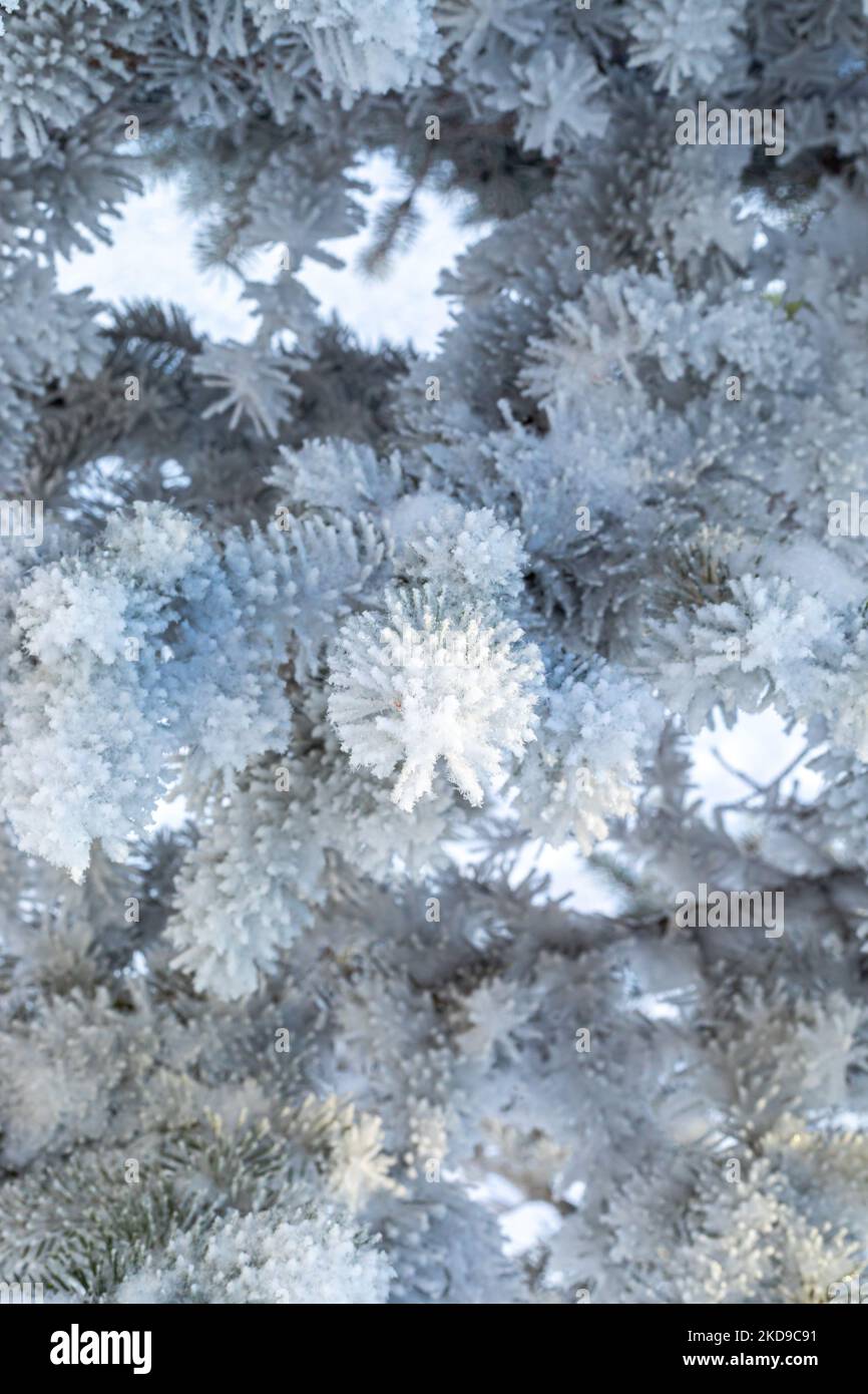 Frosty fir tree with shiny ice frost in snowy forest park. Christmas ...
