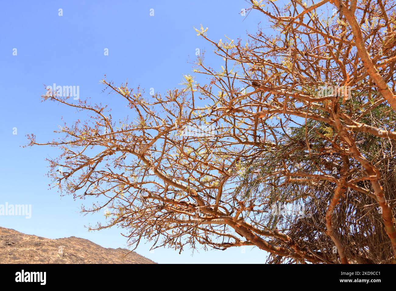 Detail of frankincense tree (Boswellia sacra) near Salalah in Oman Stock Photo - Alamy