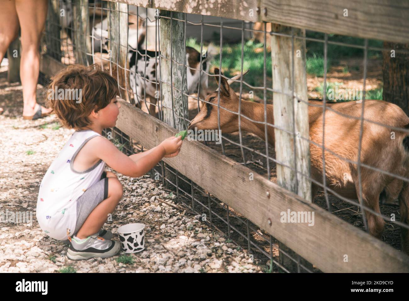 A little boy from behind feeding the goatling through the net in zoo ...