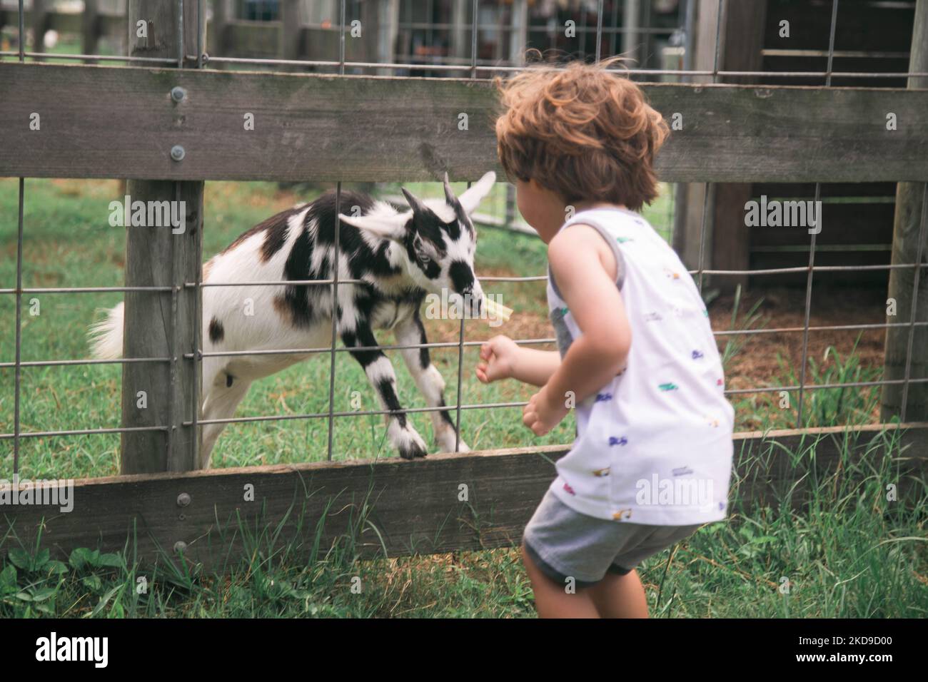 A little boy from behind feeding the goatling through the net in zoo ...
