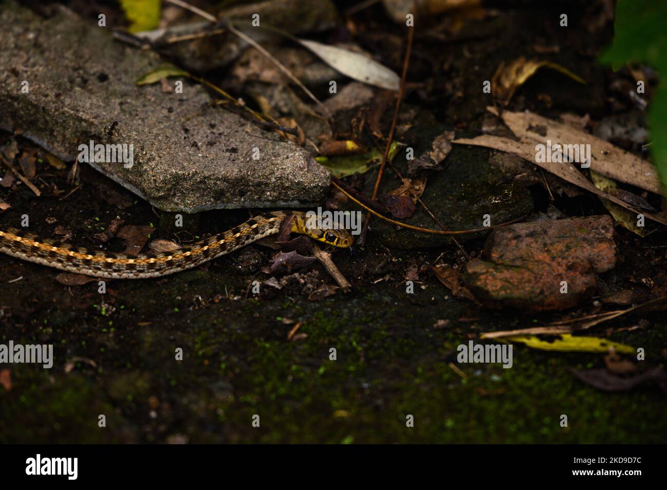 The buff striped keelback (Amphiesma stolatum) is a species of ...