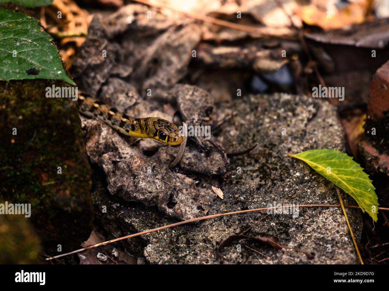 Genus amphiesma hi-res stock photography and images - Alamy