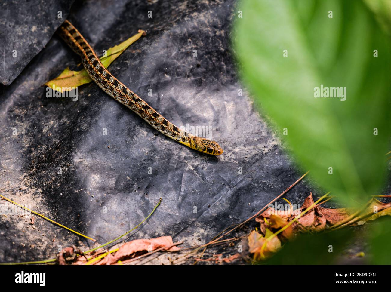 Buff striped keelback snake hi-res stock photography and images - Alamy