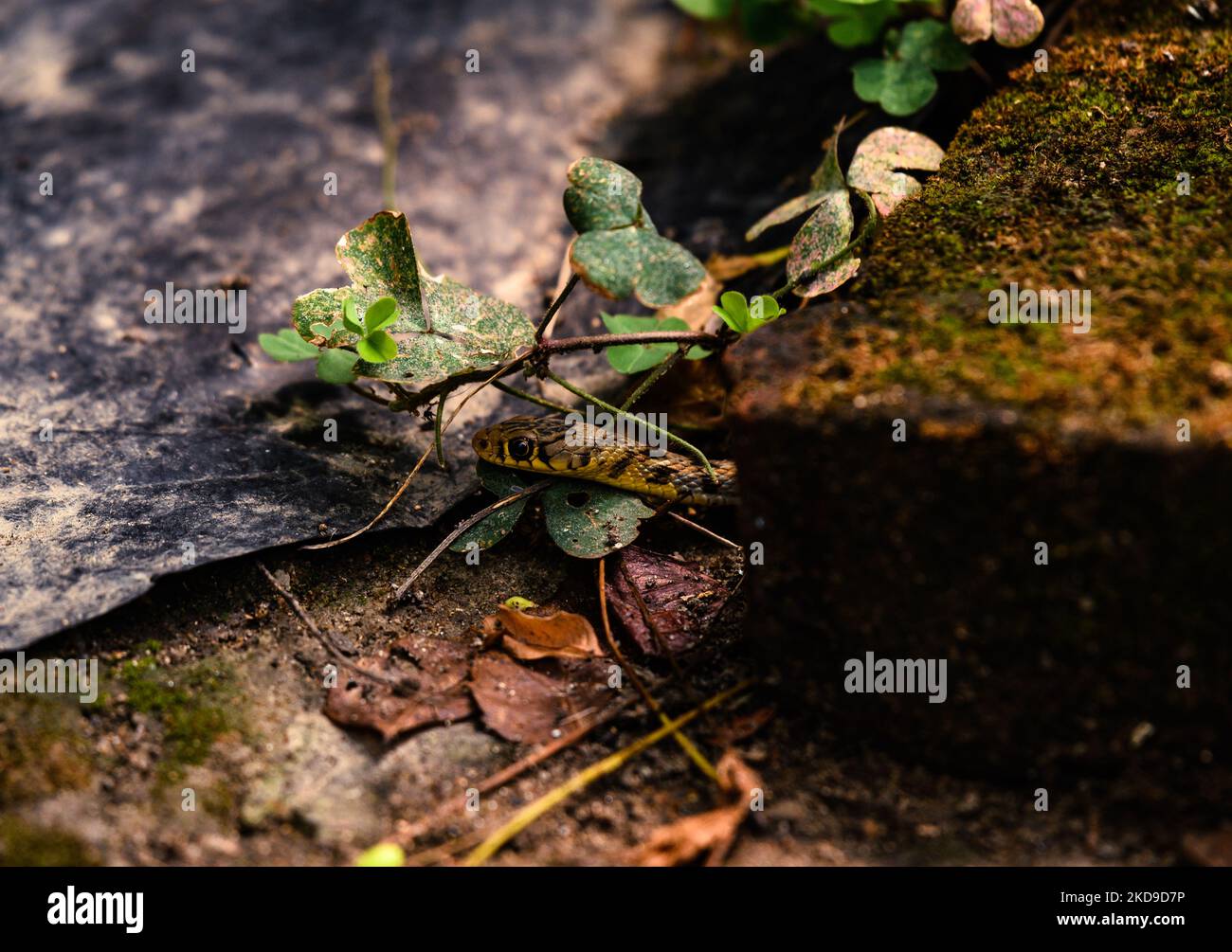 Genus amphiesma hi-res stock photography and images - Alamy