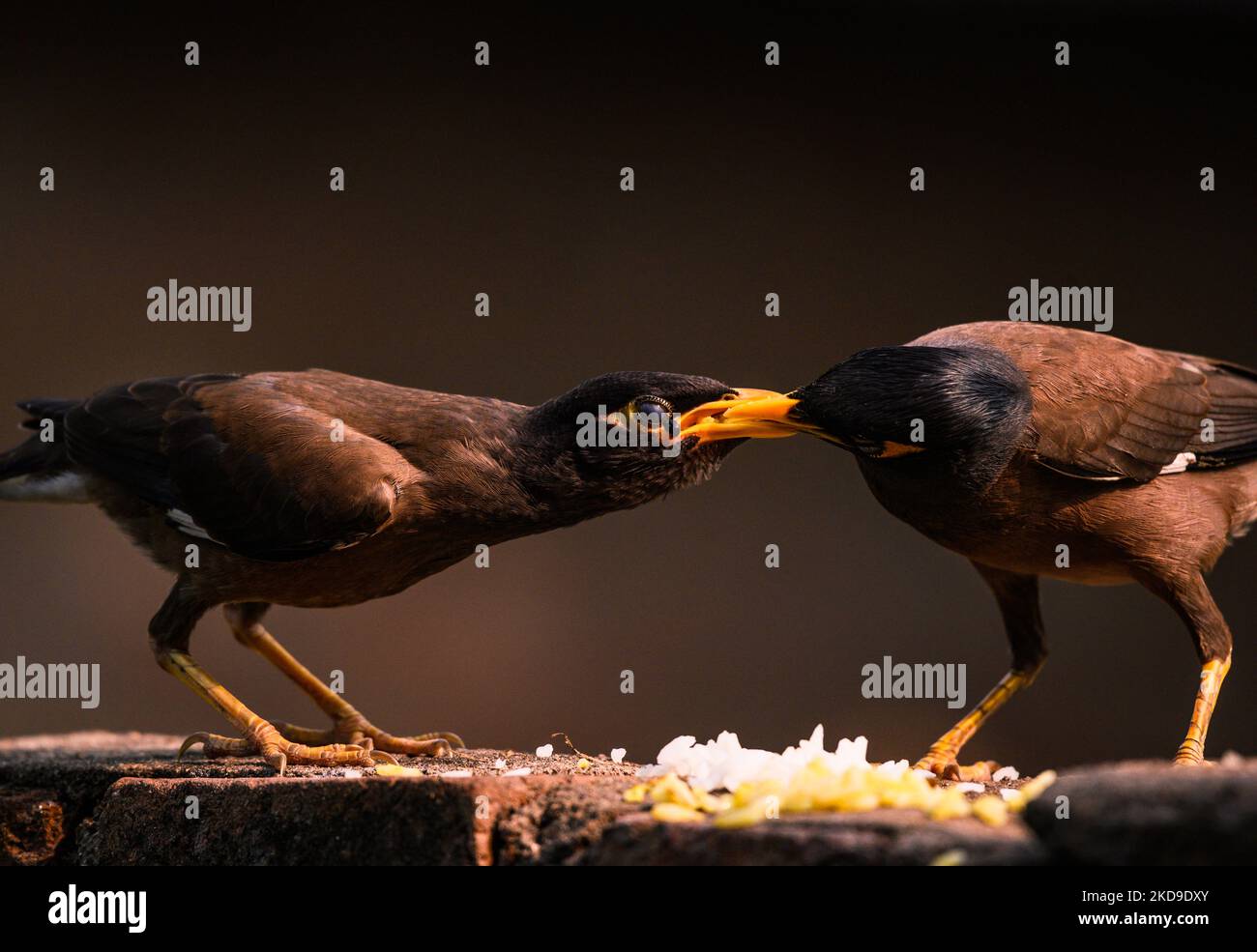 The Indian myna (Acridotheres tristis) chick is eating rice from its ...