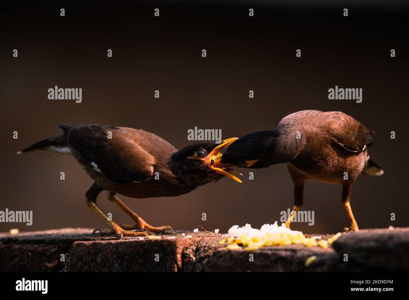 Indian family eating rice hi-res stock photography and images - Alamy