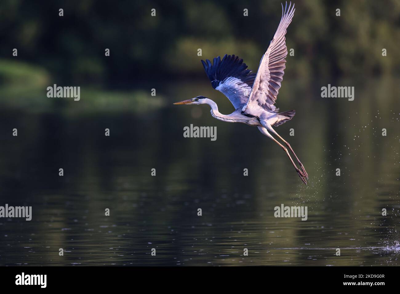 Wildlife in jakarta coast hi-res stock photography and images - Alamy