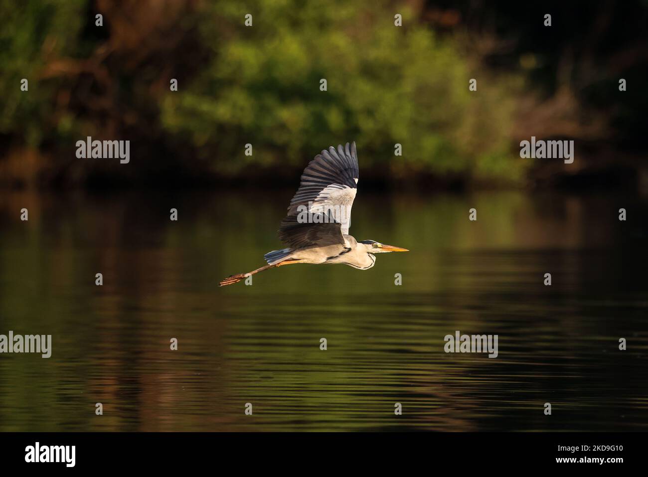 Wildlife in jakarta coast hi-res stock photography and images - Alamy