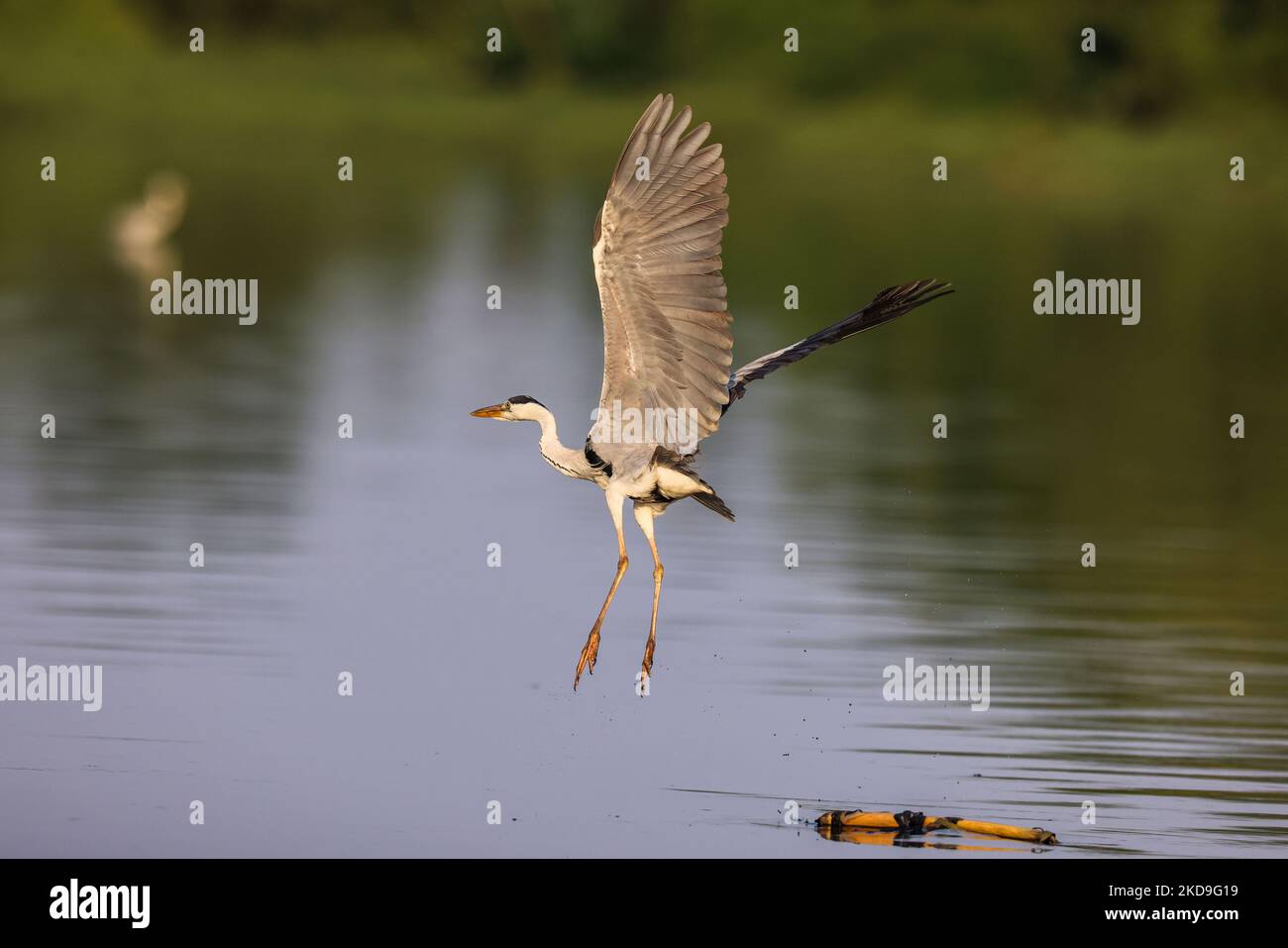 Angke kapuk mangrove protected forest hi-res stock photography and ...