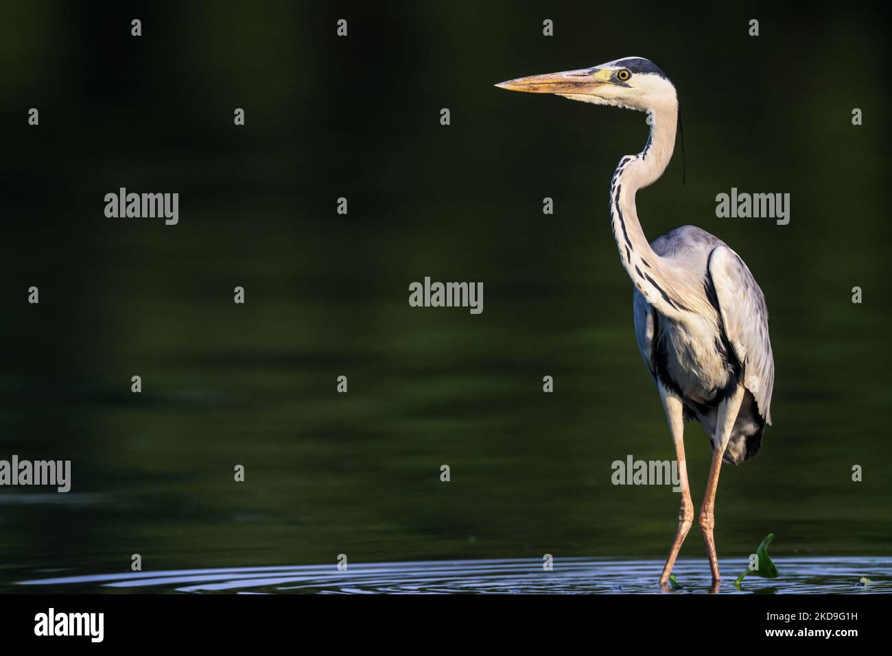 Angke kapuk mangrove protected forest hi-res stock photography and ...