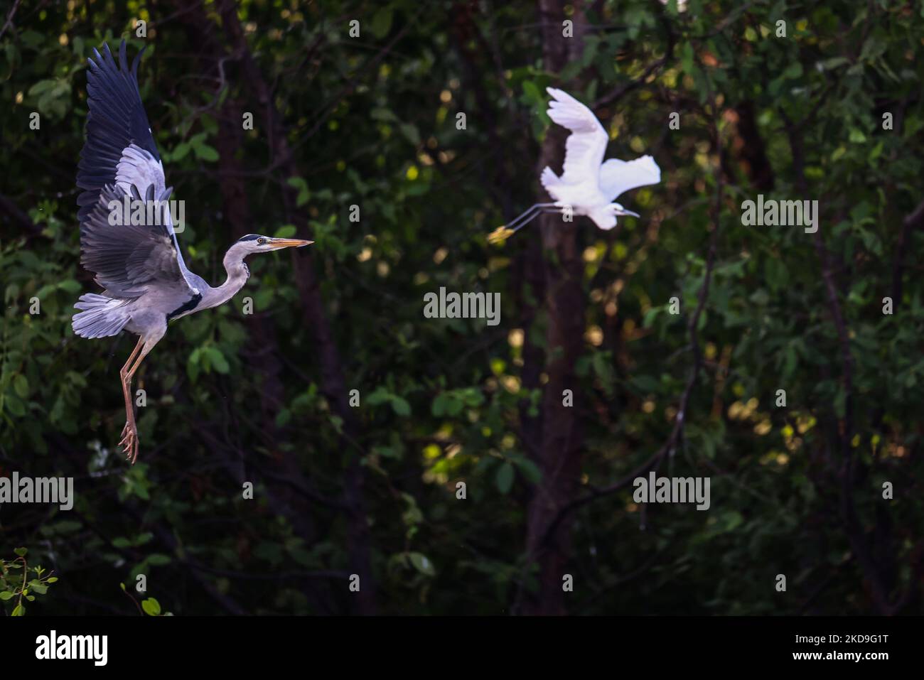 Angke kapuk mangrove protected forest hi-res stock photography and ...