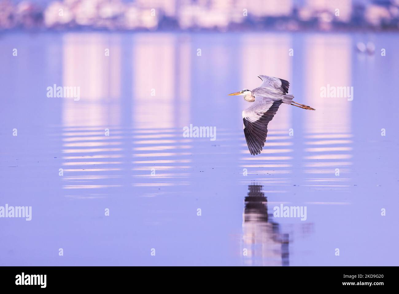Angke kapuk mangrove protected forest hi-res stock photography and ...
