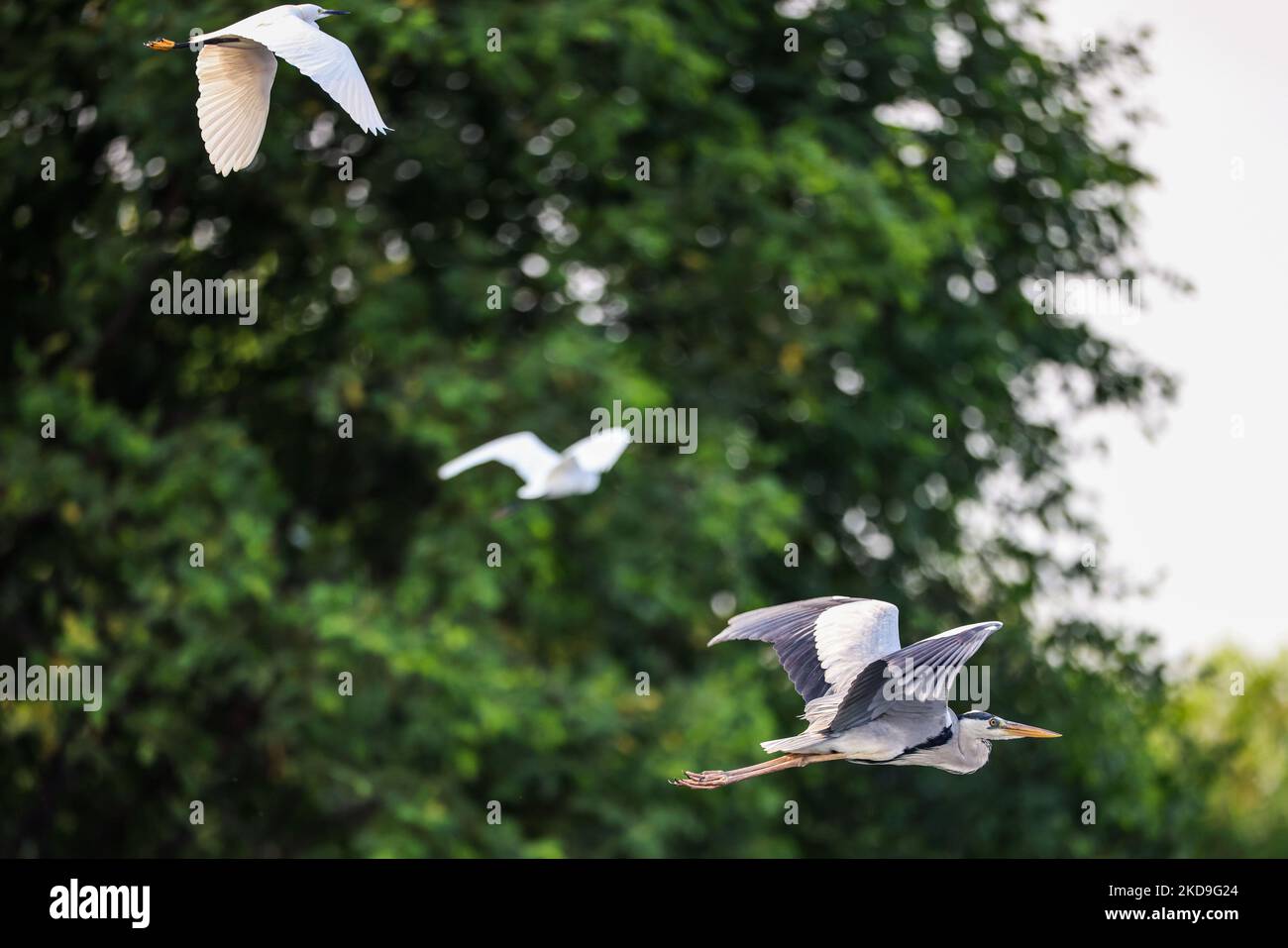 A grey heron bird (Ardea cinerea), locally called cangak abu flies over ...