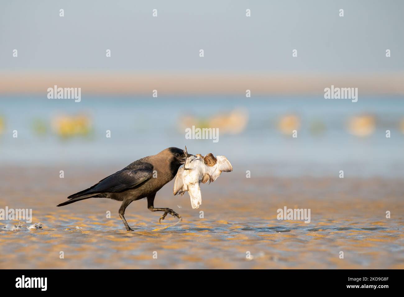 A closeup shot of a House crow holding its prey and walking on an ...