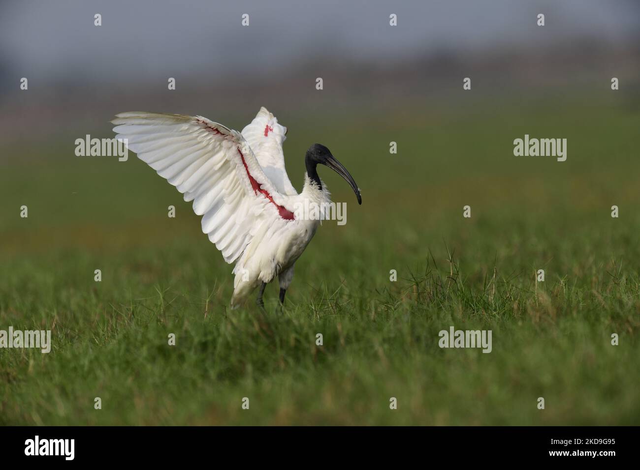 A closeup shot of a black headed Ibis opening its white wings in a ...