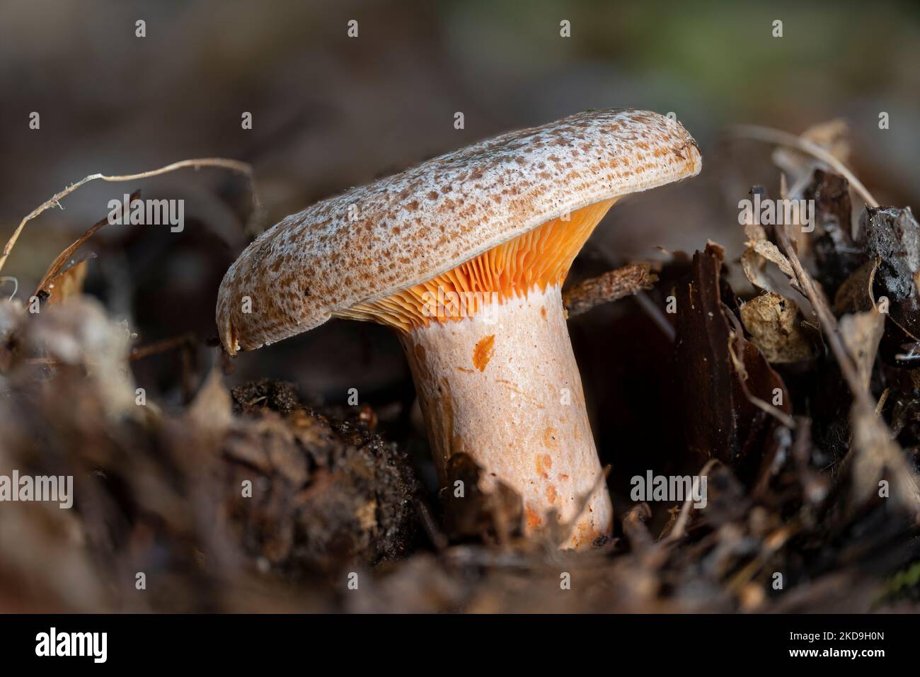 A fresh saffron milk cap mushroom (Lactarius deliciosus Stock Photo - Alamy