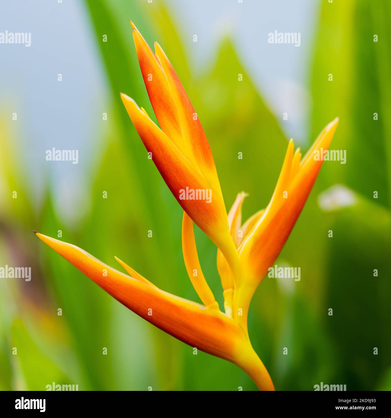 A closeup of a Heliconia psittacorum (Parrot Heliconia) plant on a ...