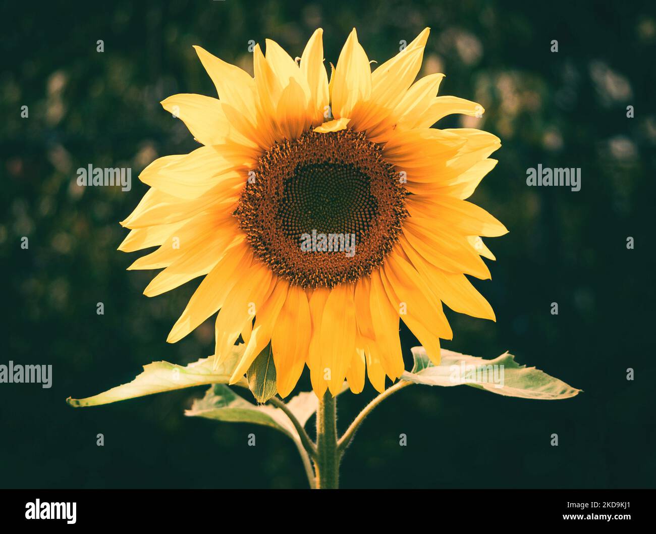 Flowering farming hi-res stock photography and images - Alamy