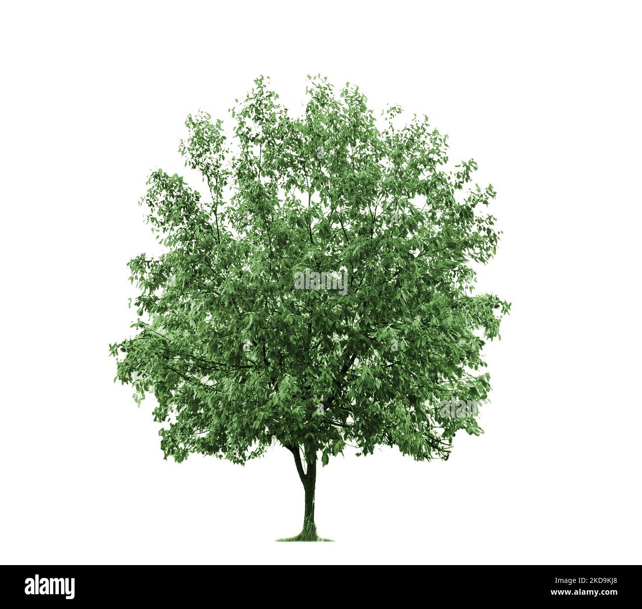 Deciduous tree Cut Out Stock Images & Pictures - Alamy