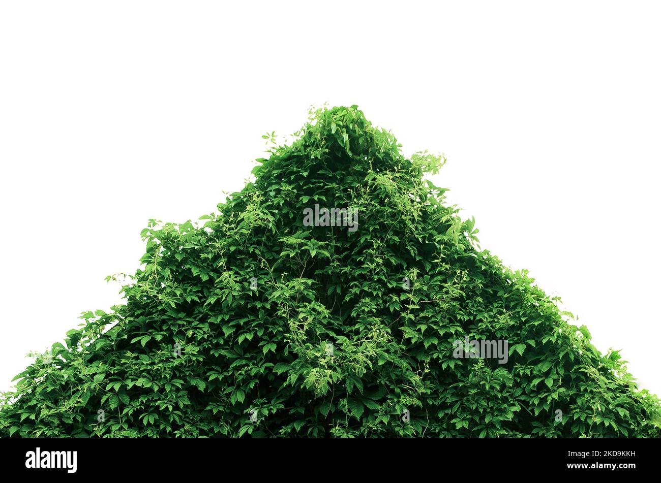 Plants on roof house hi-res stock photography and images - Alamy