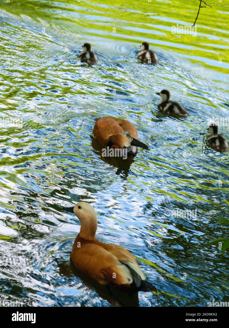 Baby shelduck hi-res stock photography and images - Alamy