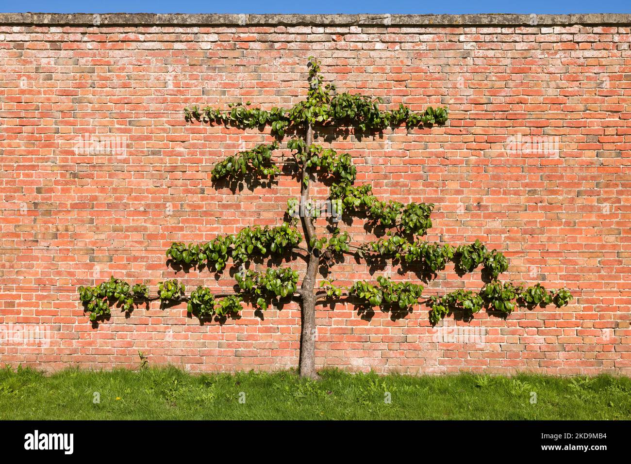 Espalier fruit tree (pear tree) trained against a brick wall in an ...