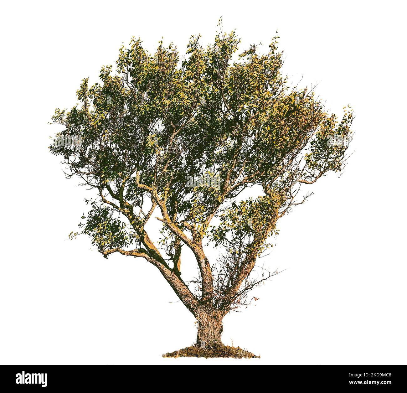 Deciduous tree branches Cut Out Stock Images & Pictures - Alamy