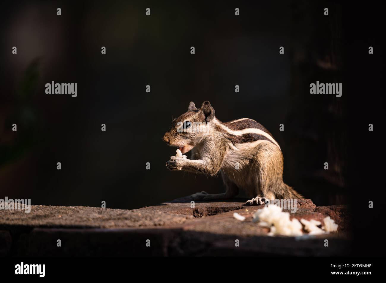 The hungry northern palm squirrel (Funambulus pennantii) also called ...