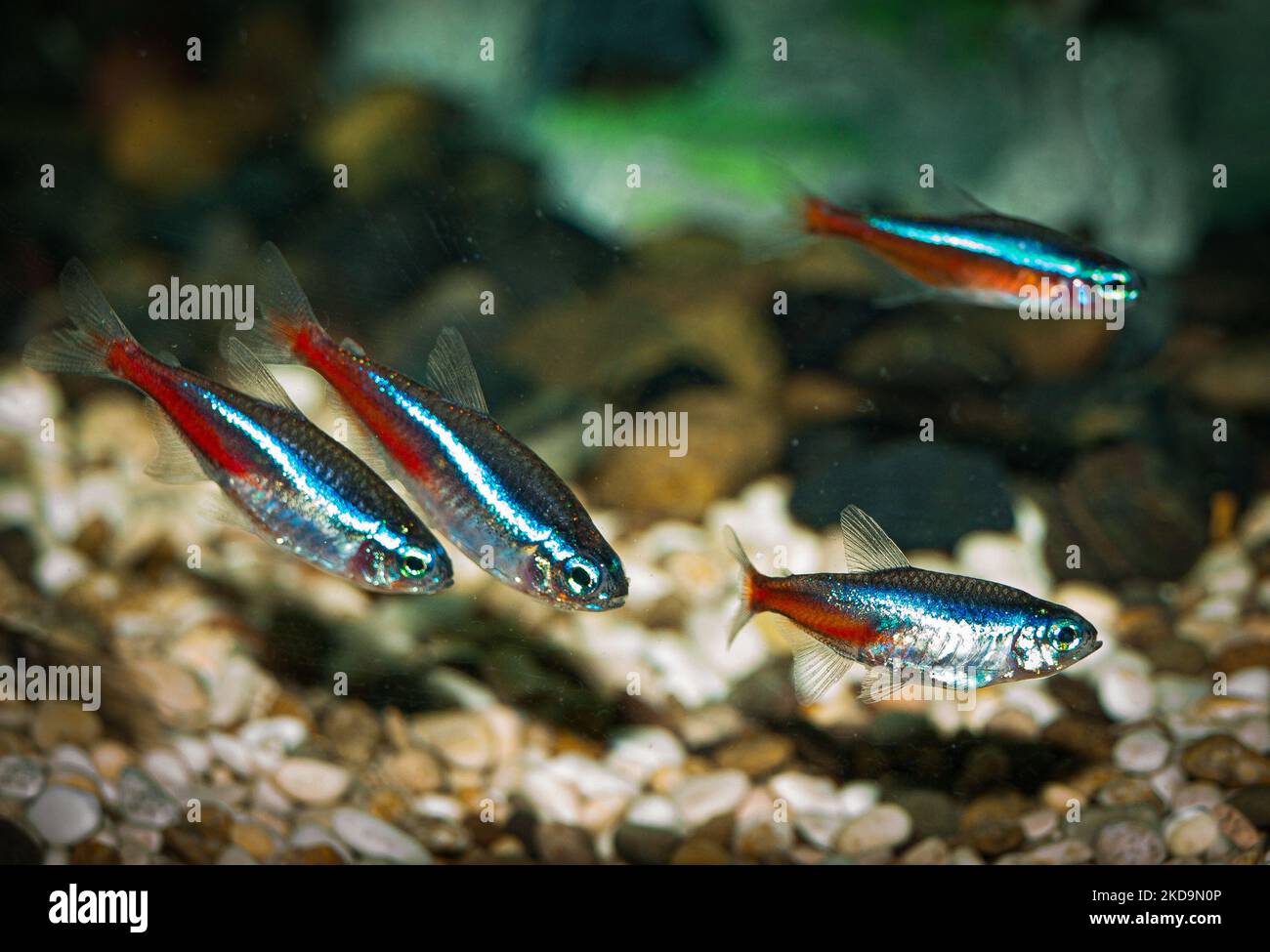 Neon Fishes school in aquarium Stock Photo - Alamy