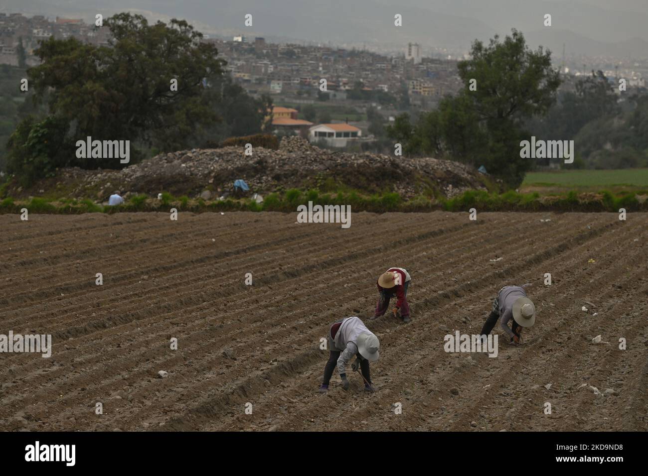 Selva chilena hi-res stock photography and images - Alamy