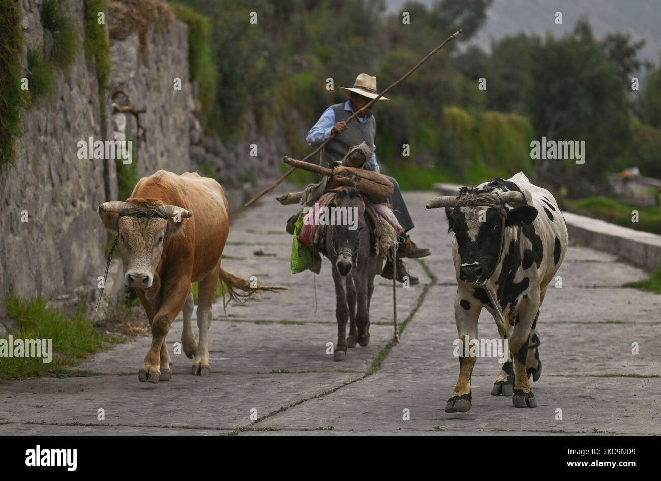 Local farmer is riding a donkey with two cows walking on its sides in ...