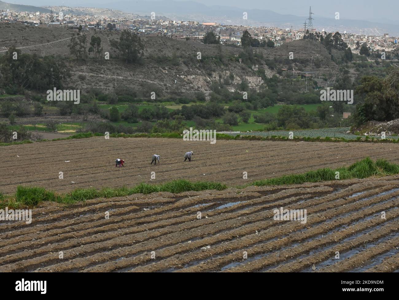 Selva chilena hi-res stock photography and images - Alamy