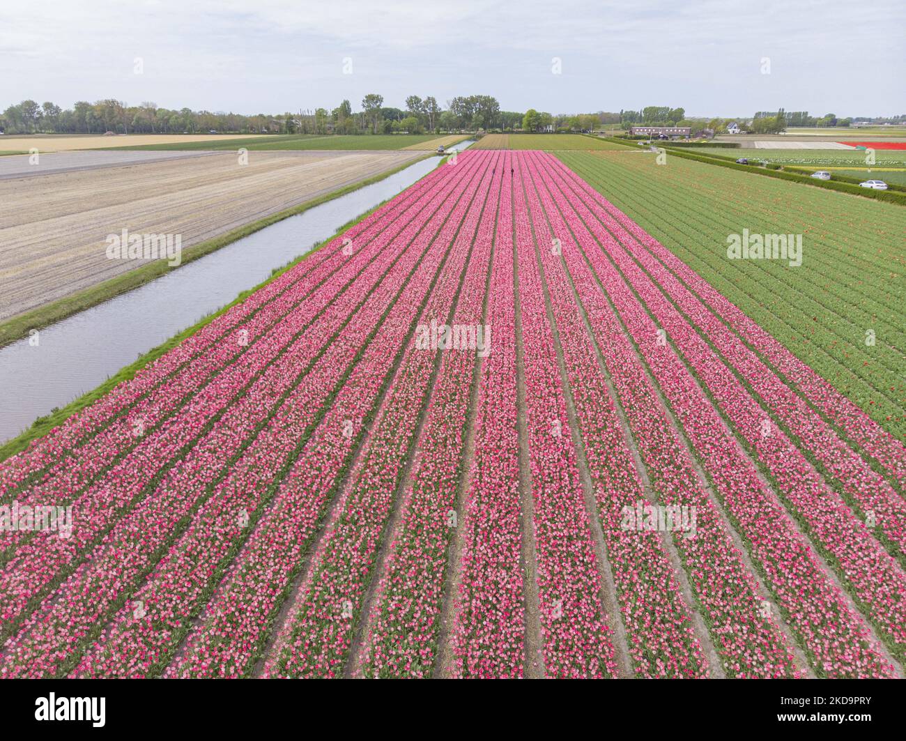 Business finance and industry flower bulbs hi-res stock photography and ...