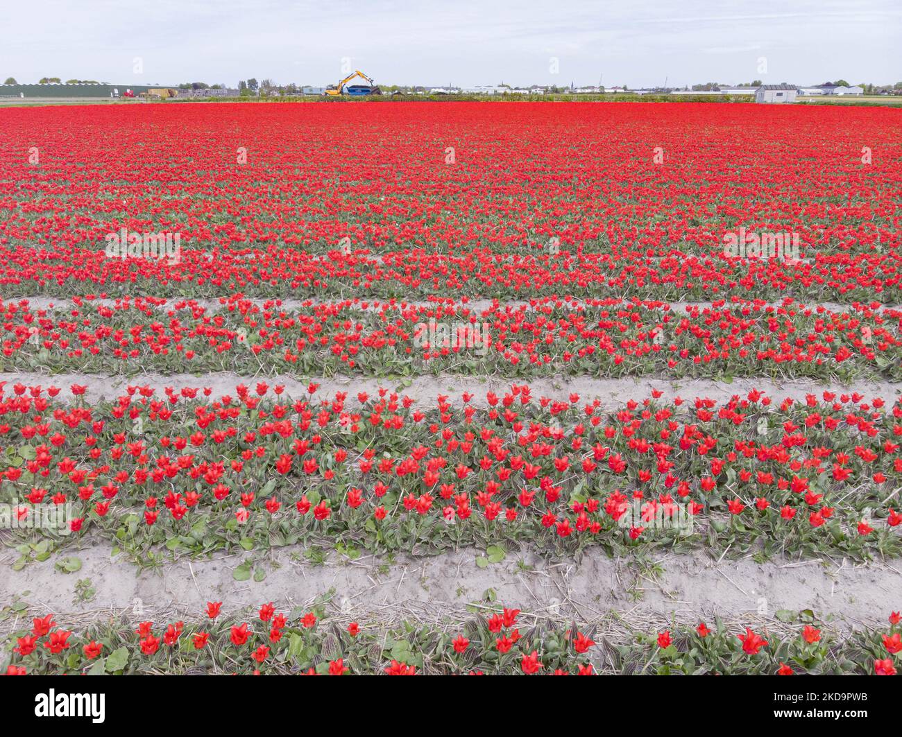 Aerial panoramic view from a drone of the iconic magical Dutch tulips ...