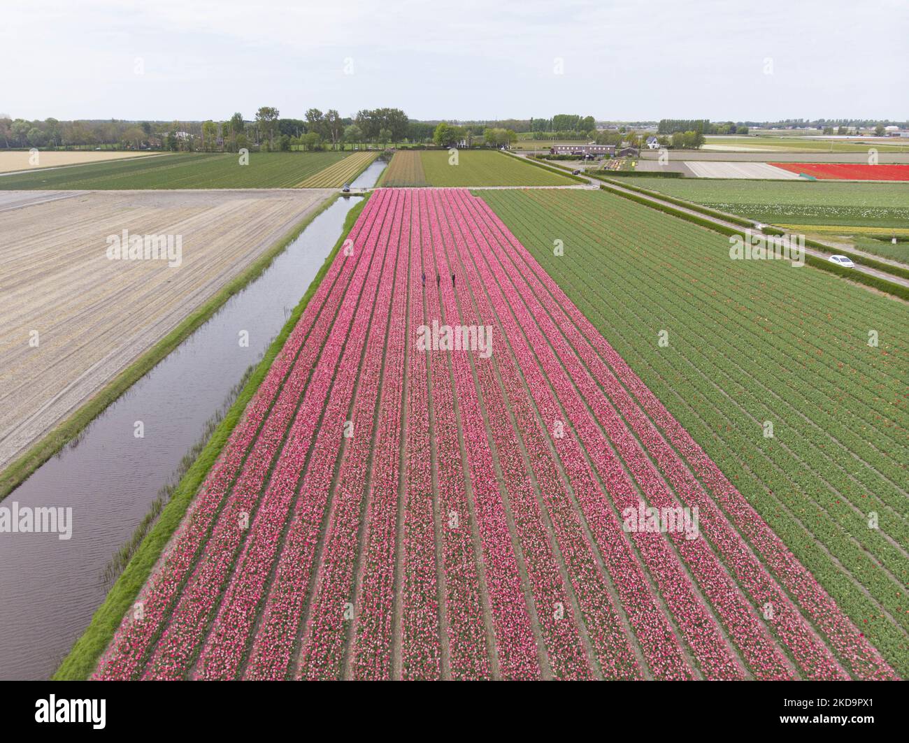 Aerial panoramic view from a drone of the iconic magical Dutch tulips ...