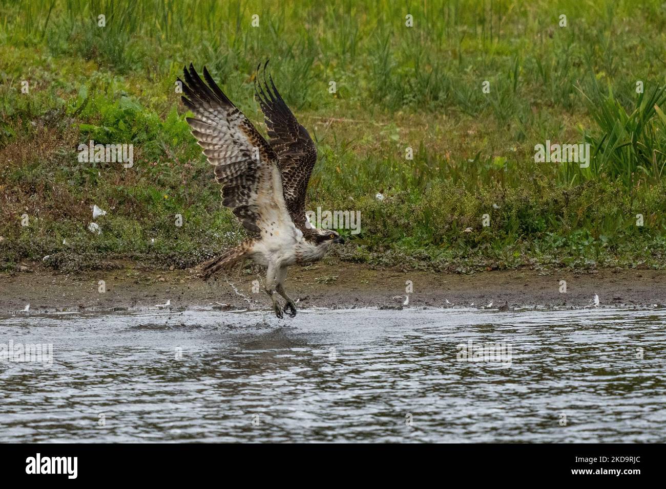 Osprey flying fish over river hi-res stock photography and images - Alamy