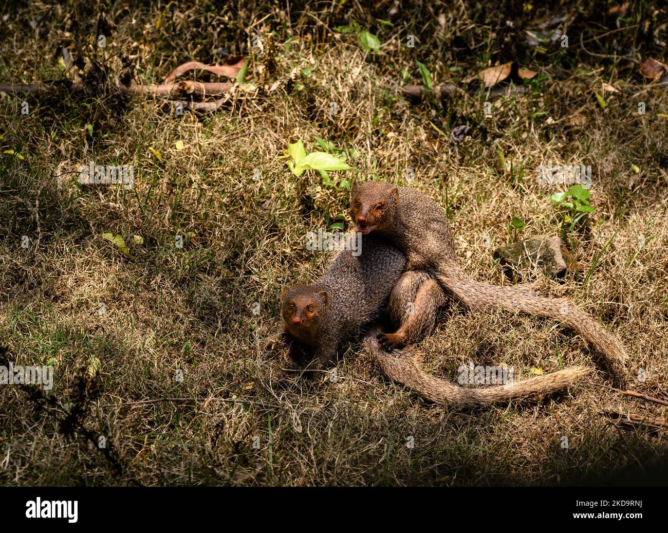 Mating pair of the Indian grey mongoose (Herpestes edwardsii) in ...