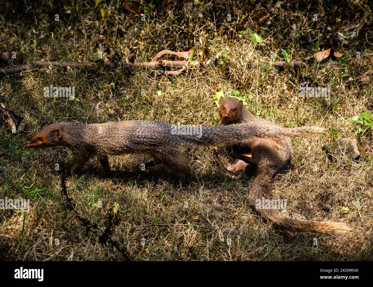 Mating pair of the Indian grey mongoose (Herpestes edwardsii) in ...