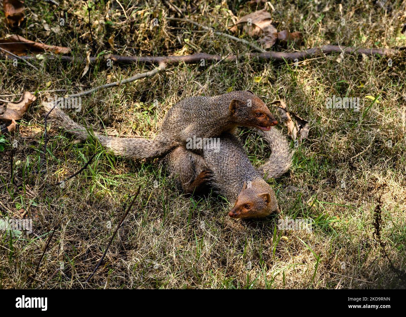 Mating pair of the Indian grey mongoose (Herpestes edwardsii) in ...