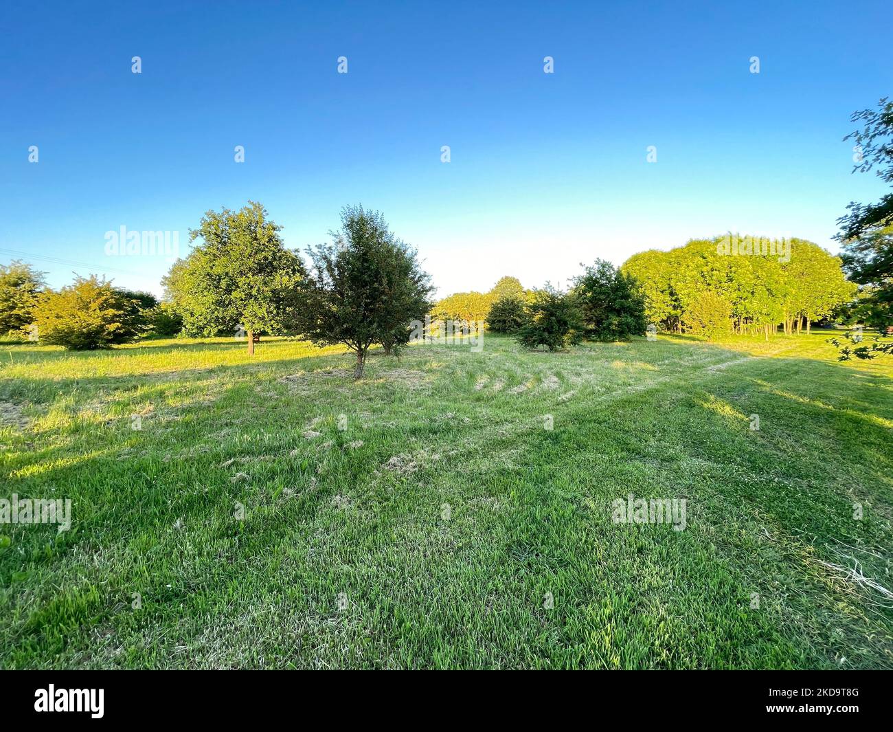A large greenery field with trees and sunlight under blue sky Stock ...