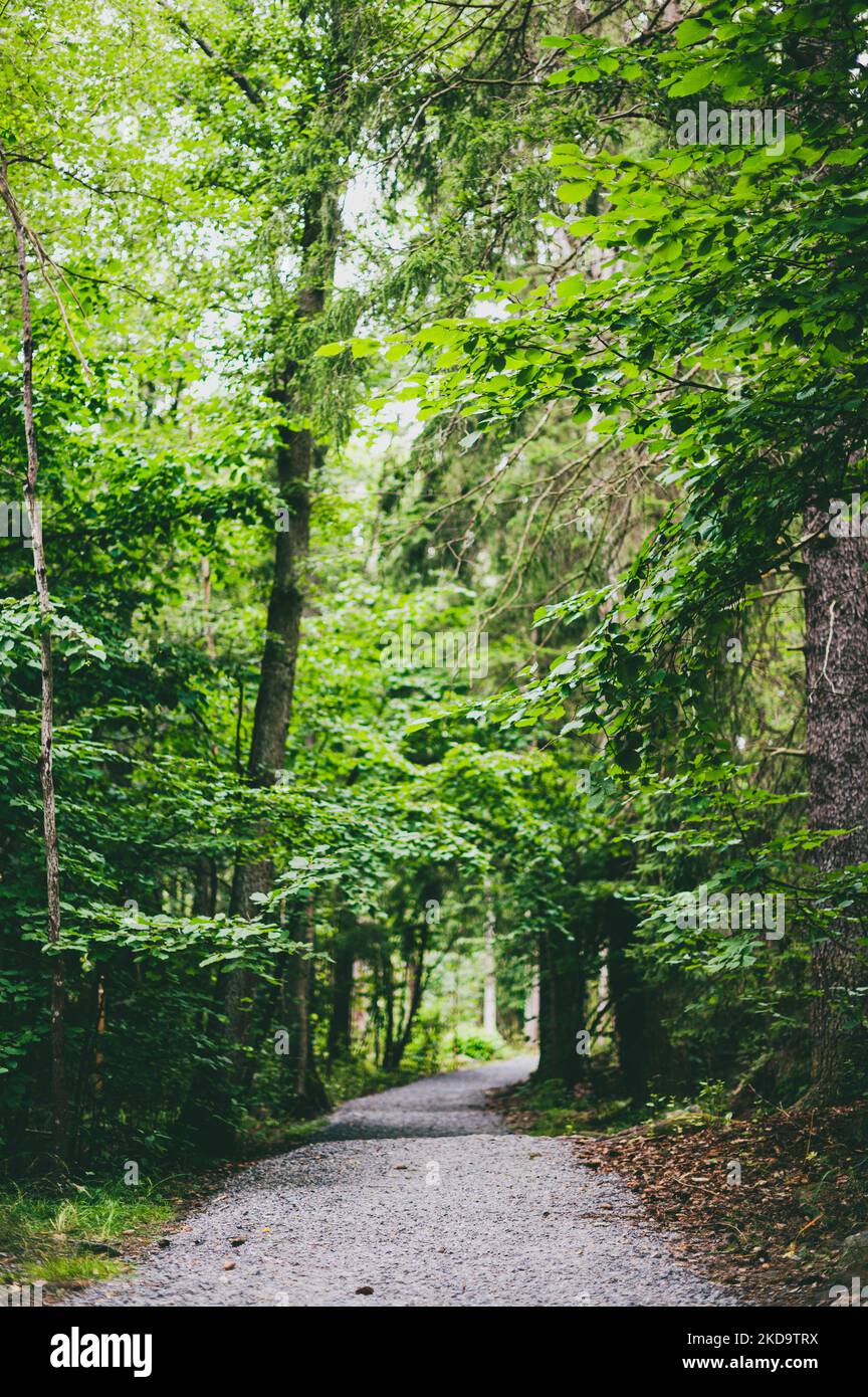 A vertical shot of a walking path in a forest surrounded by wild green ...