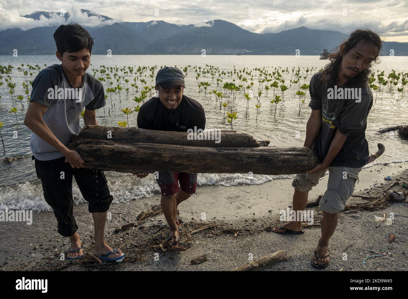 Environmental activists remove pieces of wood that fell on a mangrove ...