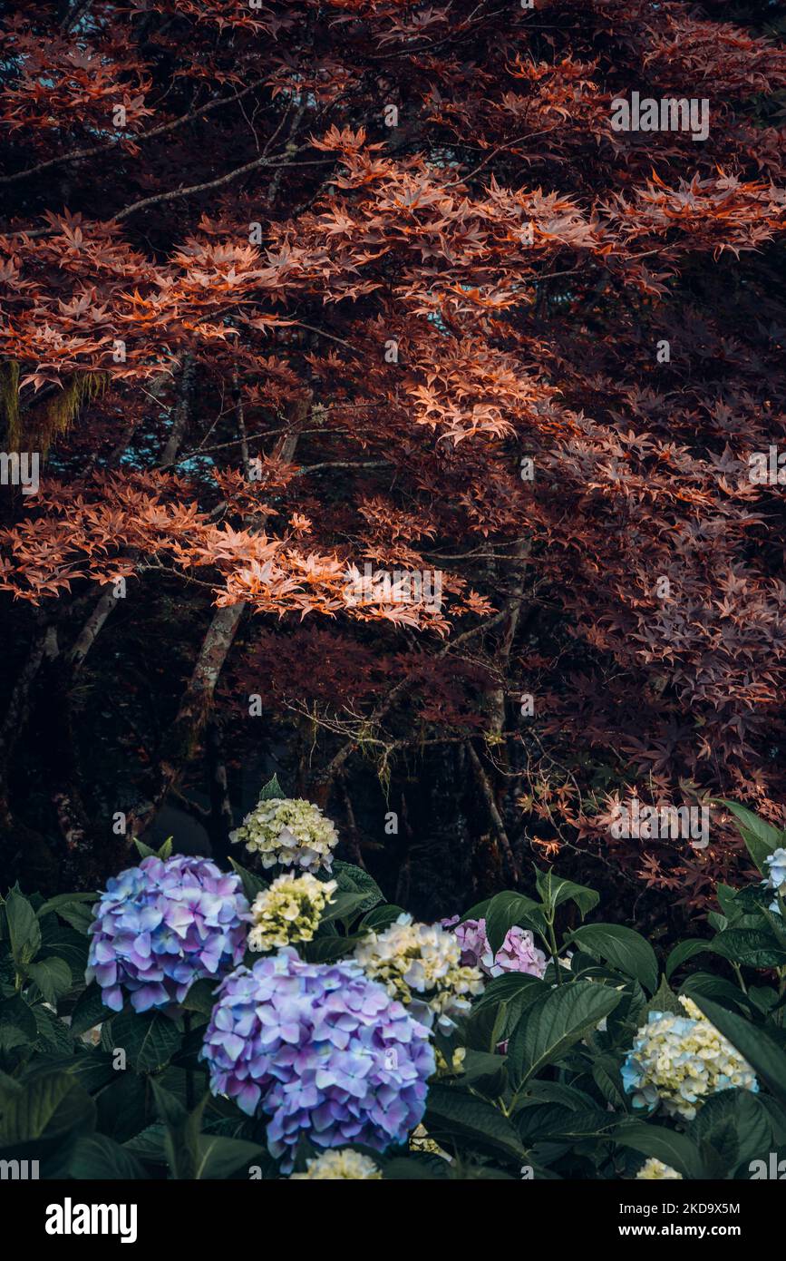 A vertical shot of autumn trees with hydrangeas in the foreground Stock ...