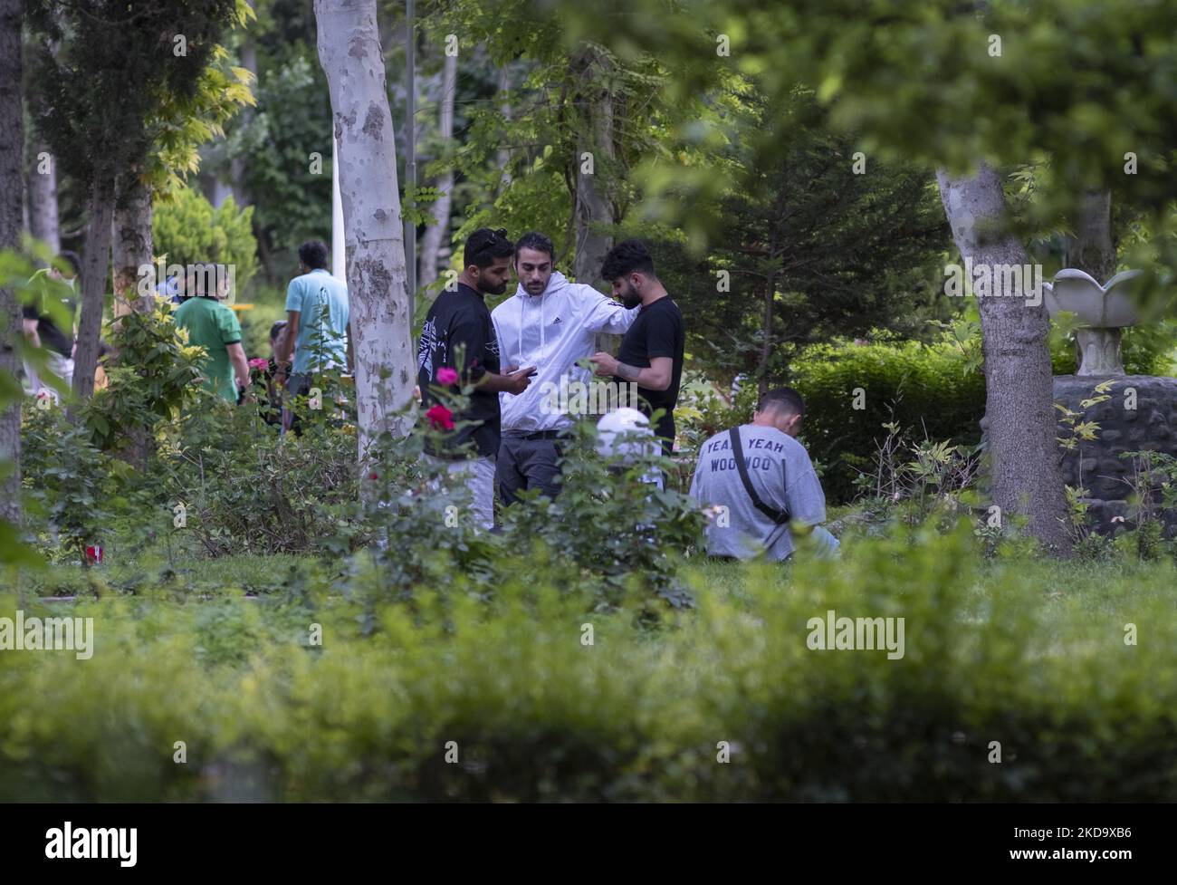Iranian youths use their cellphones while standing on a green area near ...