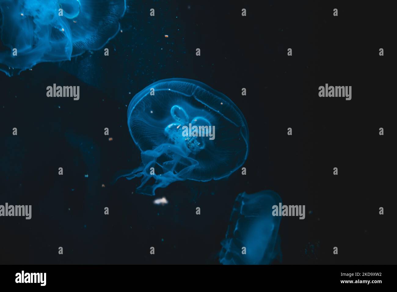 A close-up of a beautiful blue glowing jellyfish in a dark ocean Stock ...