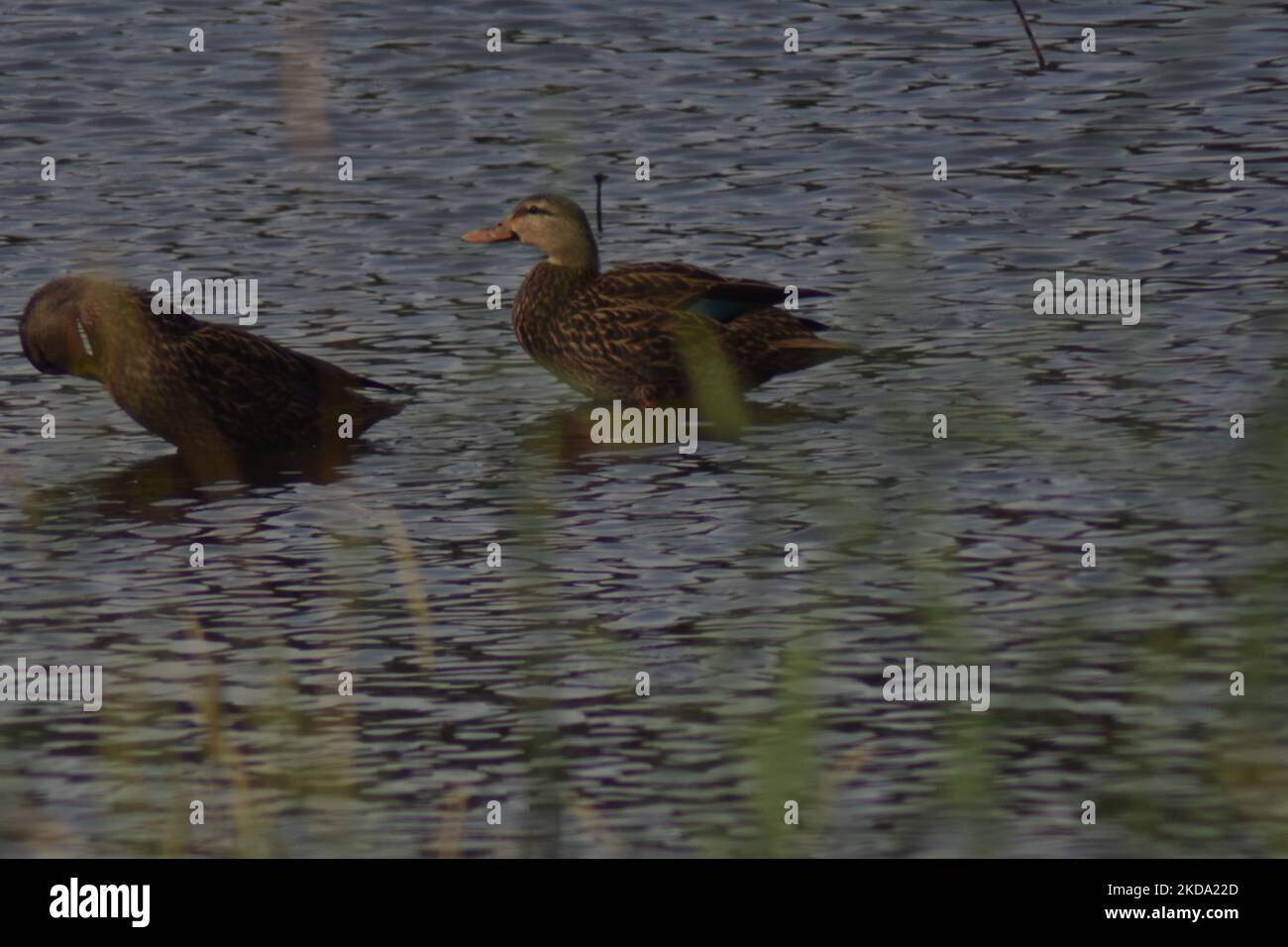 A view of ducks floating on water Stock Photo - Alamy